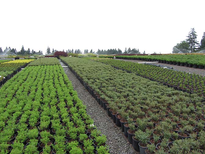 О нас - Erica Garden